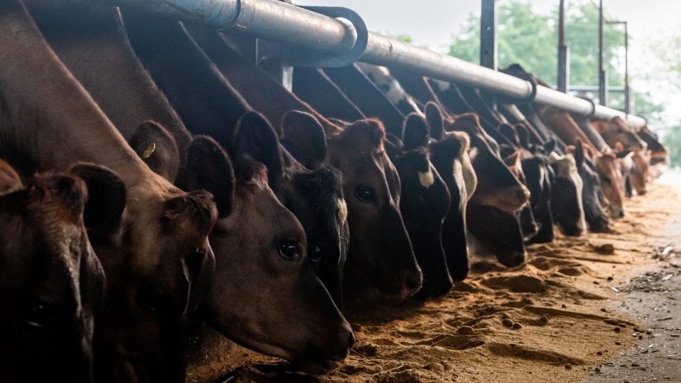 Cutting methane emissions from cows... and burps are a big part of the ...