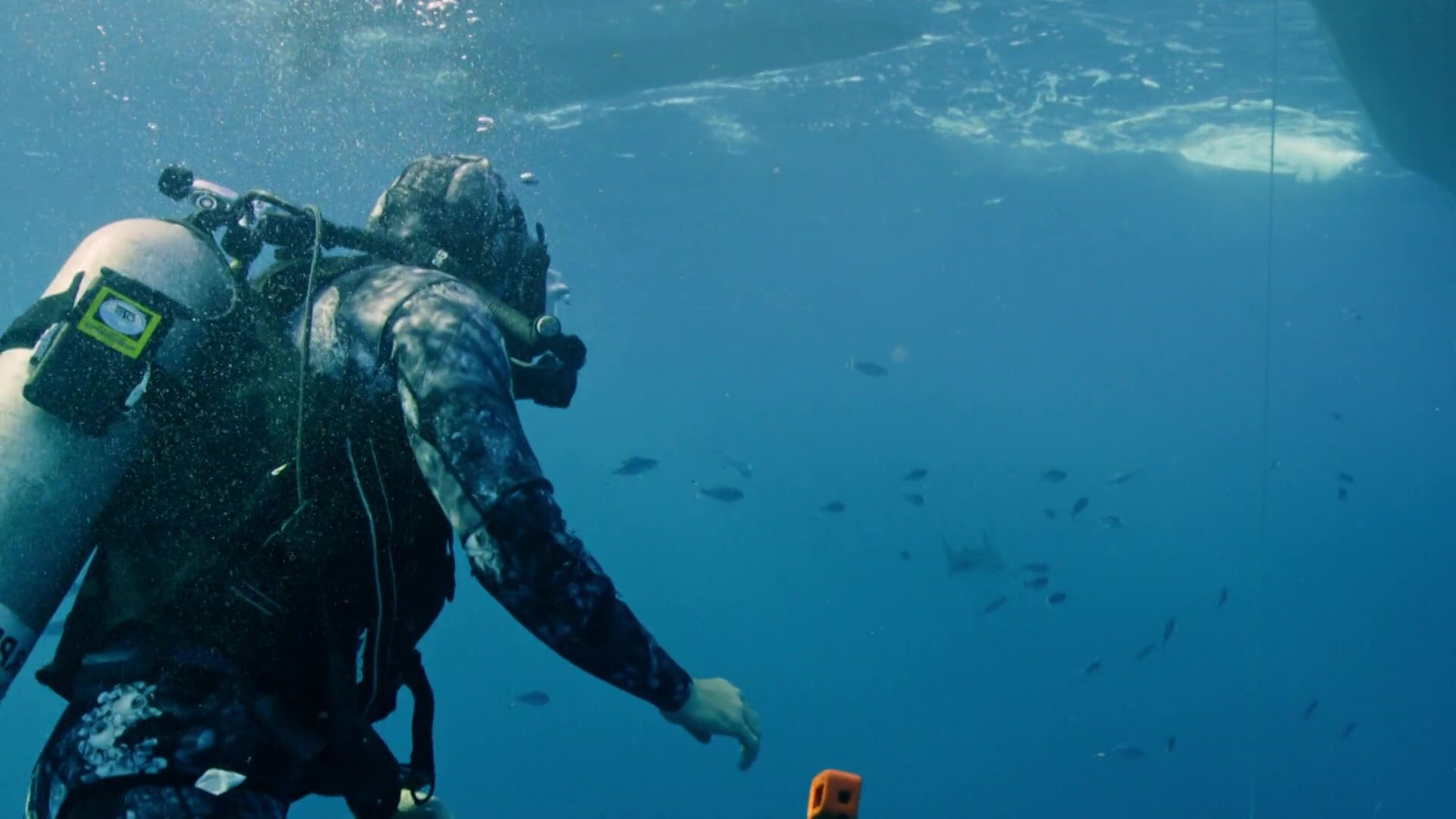 Shark Week | S35:E3 | Serial Killer: Red Sea Feeding Frenzy | CTV