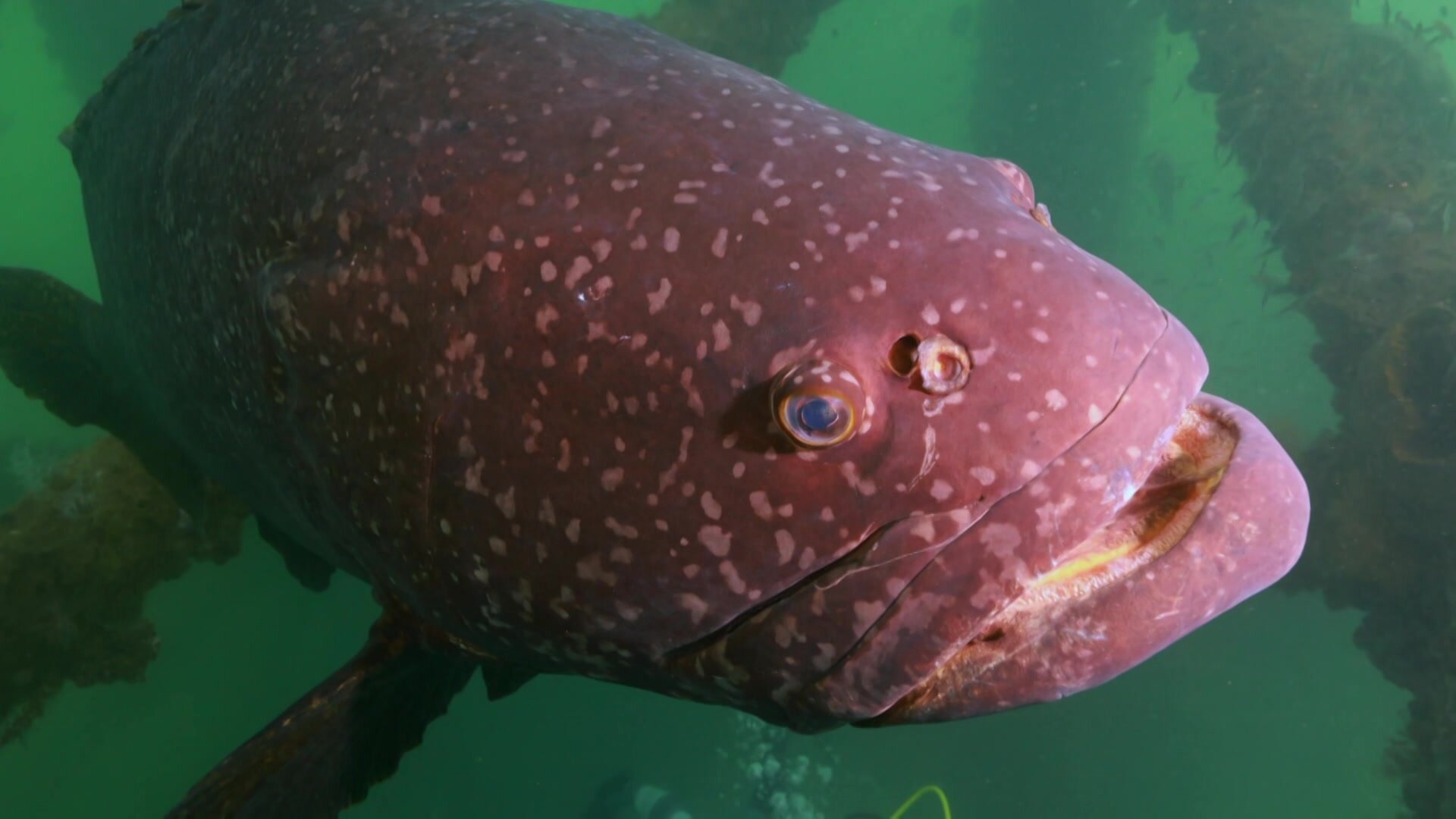 Shark Week | S35:E15 | Shark vs. Snake: Battle Of The Bites | CTV